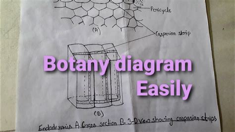How To Draw Endodermis A Cross Section B D 3 View Showing Casparian Strips Botany Diagram