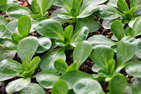 みどり花コラム 一般財団法人 公園財団