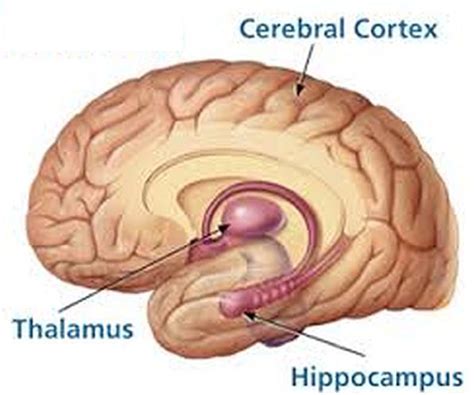 Memory Consolidation Via Excitatory And Inhibitory Networks Neuronal Circuits Techietonics