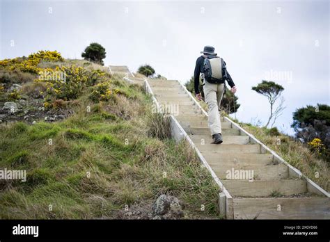 Man Walking Up Steps Omanawanui Track In The Waitakere Ranges Auckland Stock Photo Alamy
