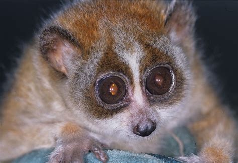 Slow Loris Eyes