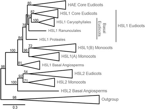 Phylogeny Of Hsl Lrr Rlk Evolution Within Angiosperms Phylogeny