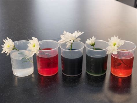 Split Stem Flowers 2 Nustem