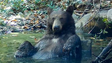 A Wild Black Bear Bathes In An Angeles National Forest Water Hole The