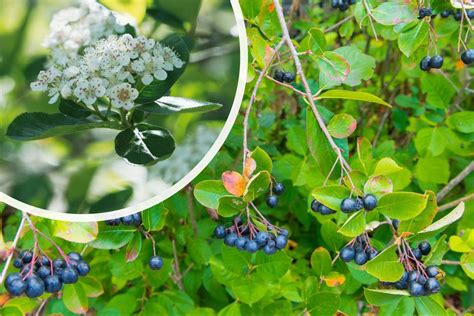 Appelbes Aronia Prunifolia Viking