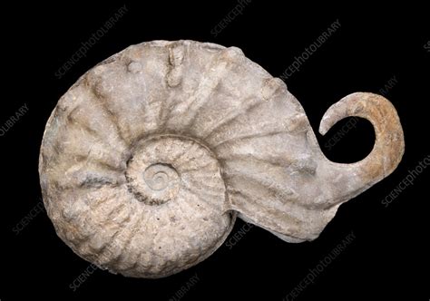 Mortoniceras Rostratum Ammonite Fossil Stock Image C056 6348 Science Photo Library
