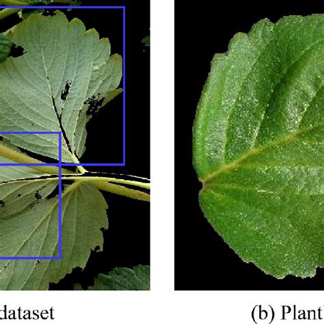 Leaf Image After Otsu Download Scientific Diagram