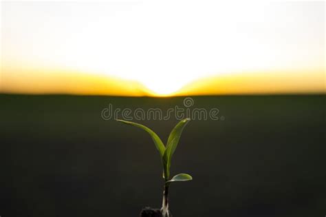 Close Up Of Corn Sprout In Farmer S Hand In Front Of Field Growing Young Green Corn Seedling