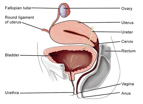 The Uterus Round Ligament On A Female Download Scientific Diagram