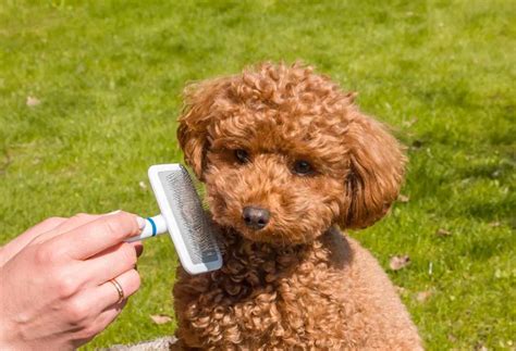 How To Groom A Toy Poodle Teddy Bear Cut