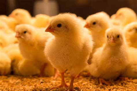 Broilers The All Important First Seven Days Zw