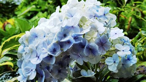 The Best Hydrangeas For Your Climate Tips For Your Zone