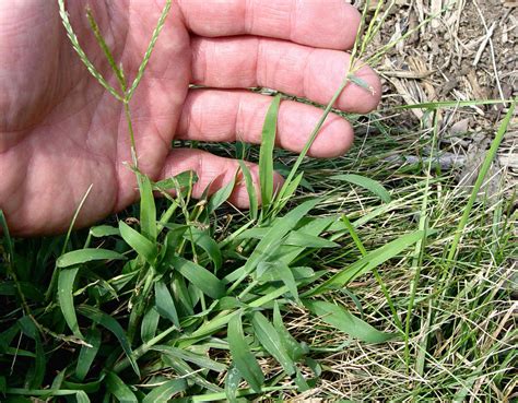 What Are Crabgrass At Jack Radcliffe Blog