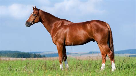 Chestnut Vs Sorrel Horses Understanding The Distinction