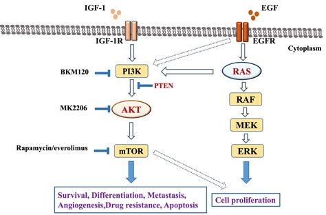 Colorectal Cancer Signaling Pathway Review At Simon Evans Blog