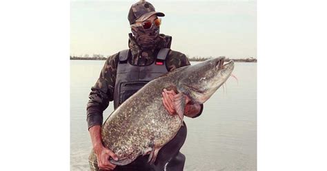 Сомове гиганти падат в капана