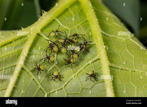 Squash Beetle Larvae Instar On The Underside Of Pumpkin Plant Leaf