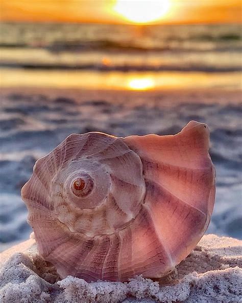 My Picture Heaven Seashells Photography Sea Shells Sea Life Art