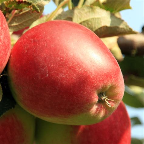 Katy Apple Juice Sandringham Apple Juice