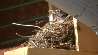 Robin Nest Box Plans Woodworking Challenge