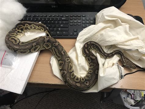 How Early Can Babe Female Ball Pythons Breed Ball Pythons MorphMarket Reptile Community