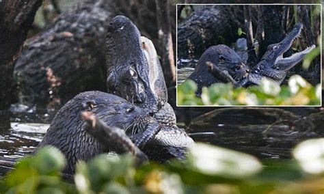 The Giant Otter Is Capable Of Catching And Feeding On Crocodiles