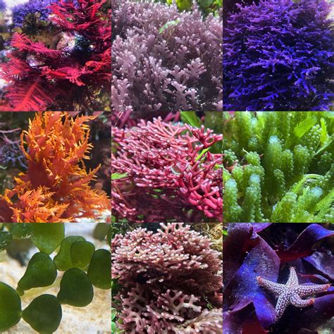 All Macroalgae Mosaicmacros