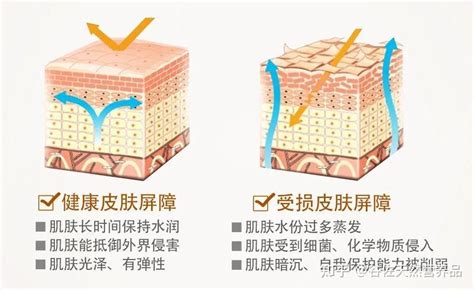 敏感肌如何修复受损发红的皮肤屏障 知乎