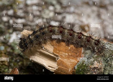 Gypsy Moth Lymantria Dispar Caterpillar Stock Photo Alamy