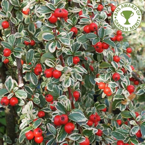 Cotoneaster X Suecicus Juliette Variegated Cotoneaster Ornamental Trees