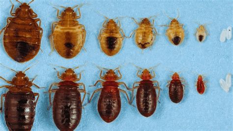 تفسير رؤية البق في المنام للحامل دلالة على حاجتها للانتباه إلى تغذيتها