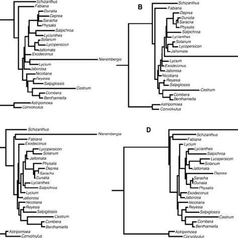 Phylogram Showing The Consensus Phylogeny Of The Fabaceae Obtained By