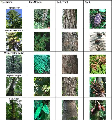 Tree Bark Identification Chart At James Winkel Blog