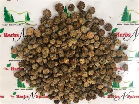 Anacyclus Pyrethrum Seeds Packaging Type Loose At Rs 25kg In Neemuch