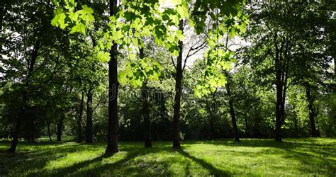 Deciduous Maple Trees And Other Trees In The Park In Sunny Weather