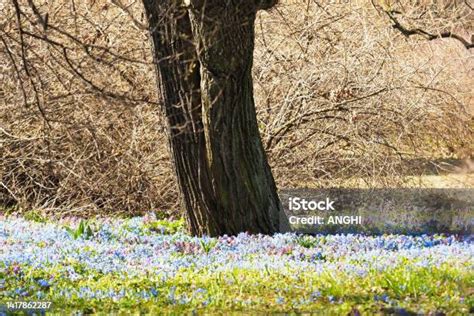 봄 햇볕이 잘 드는 밝은 낮 빛에 나무와 그림자가있는 푸른 잔디밭 초원에 많은 작은 푸른 꽃 0명에 대한 스톡 사진 및 기타 이미지 Istock