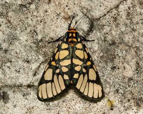 Arctiine Tiger Moth Aglaomorpha Plagiata Arctiinae Erebidae Moth