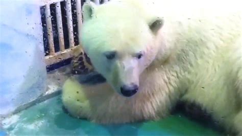 最悲傷北極熊搬家夢碎！中國商場拒放熊｜虐待動物｜世界上最悲傷的北極熊｜廣州水族館｜海洋世界 Youtube