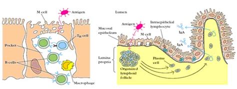 Organs Of Immune System
