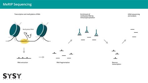 N6 Methyl Adenosine M6a