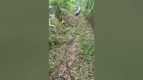 Syntropic Agroforestry In Australia Video 49 Youtube