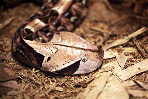 Impara A Distinguere Tra Biscia E Vipera è Fondamentale Saperlo