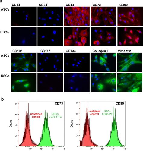 Uscs Surface Marker Expression Patterns Resemble Those Of Ascs A