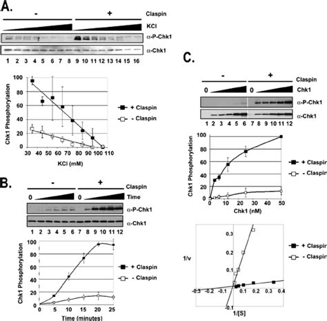 Claspin Specifically Stimulates Topbp1 Dependent Atr Phosphorylation Of Download Scientific