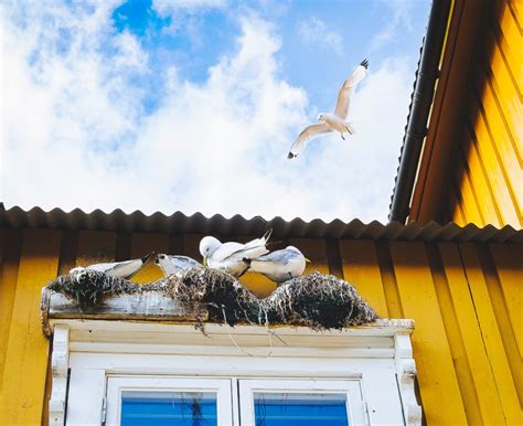 Uitslag Photo Challenge Geel Natuurfotografie