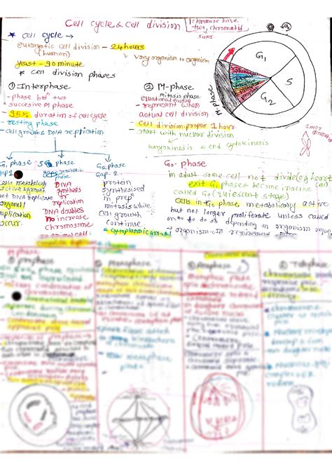 Solution Cell Cycle And Cell Divisions Best Handwritten Notes Studypool