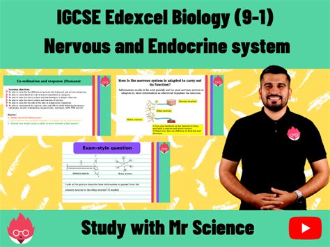 IGCSE Edexcel Biology 9 1 Nervous And Endocrine System Updated