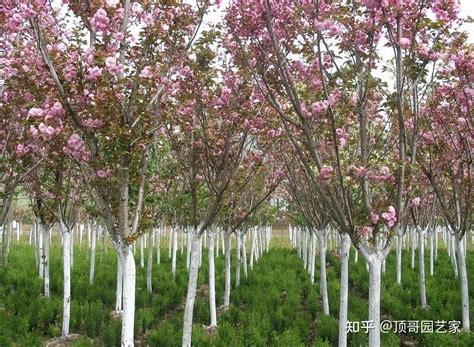 花园不是苗圃请不要苗圃式种树 知乎