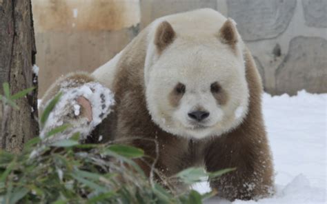 大熊猫七仔百度百科
