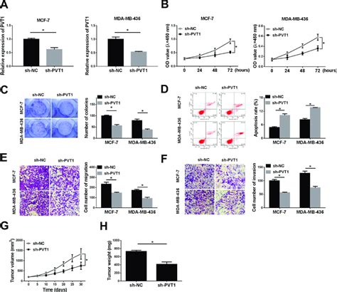 Knockdown Of Pvt1 Inhibited Growth Motility But Promoted Apoptosis Of